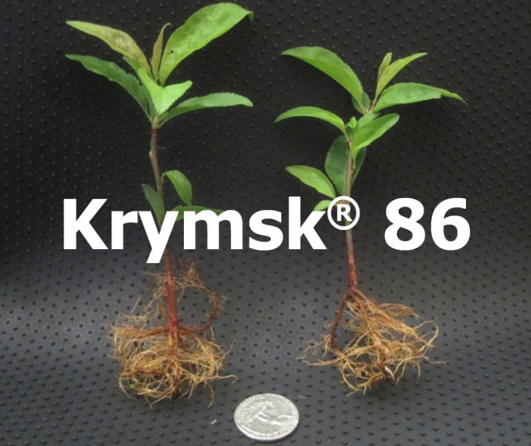 Progressive Genetics Group – Advanced Clonal Rootstocks For Tomorrow’s ...