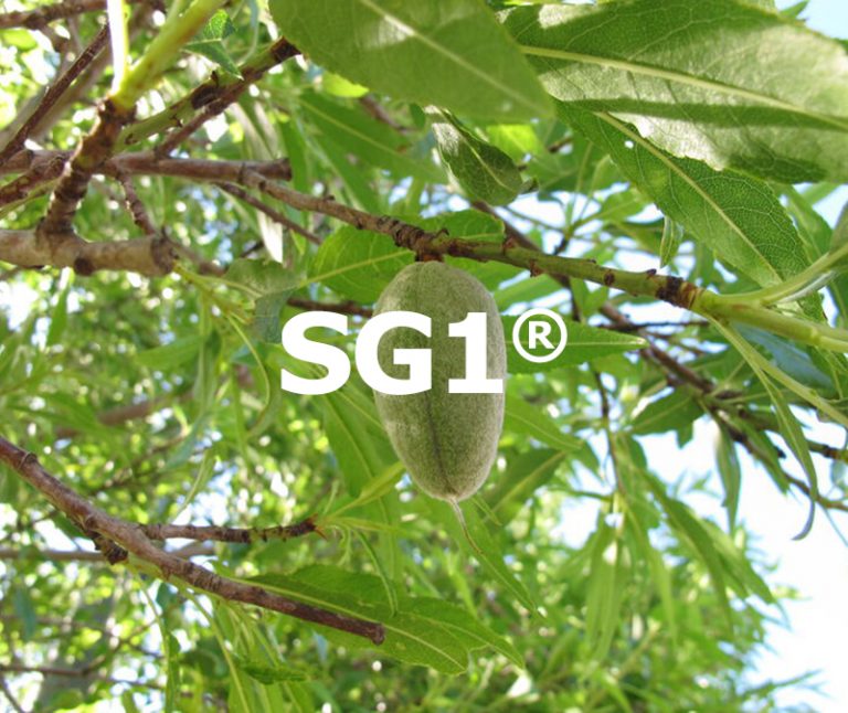 Progressive Genetics Group – Advanced Clonal Rootstocks For Tomorrow’s ...